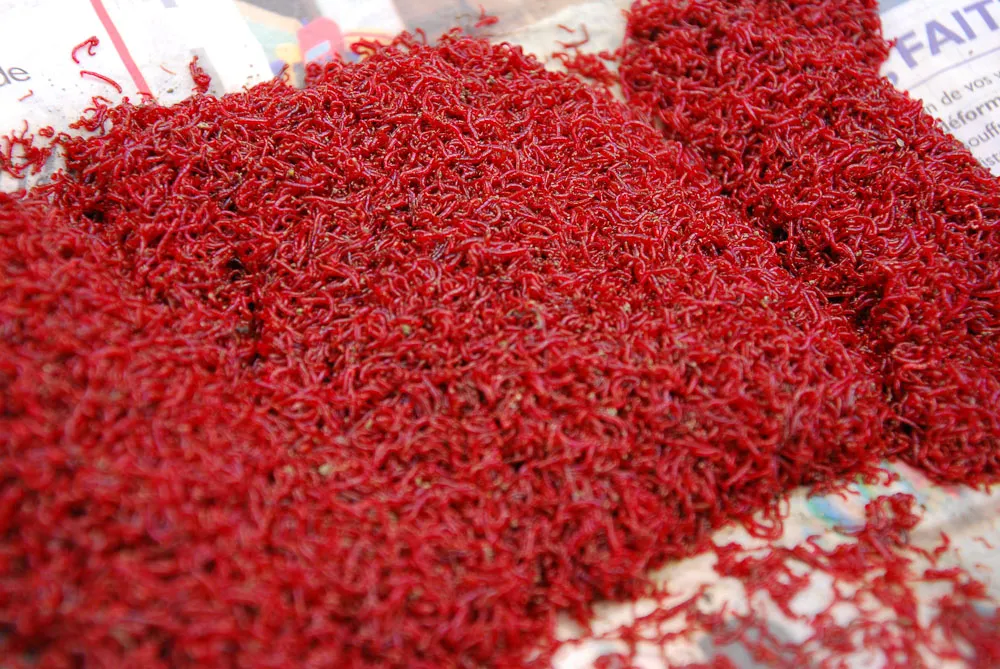 Open Pêche - Fouillis - Vers de Vase - Appâts vivants - Notre Boutique